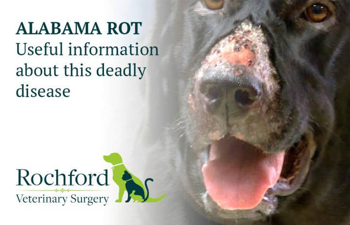 What Are The Symptoms Of Alabama Rot In Dogs