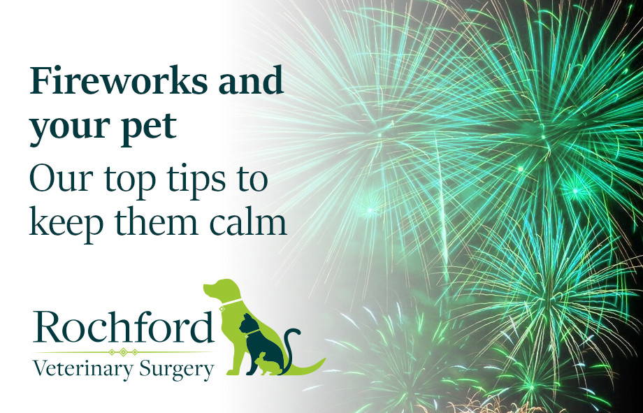 Fireworks and pets - top tips to keep your furry friends calm this ...
