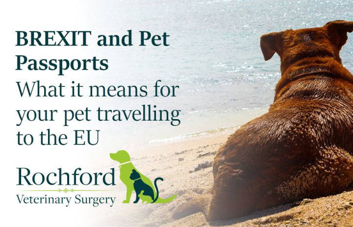 BREXIT and Pet Passports - what it could mean for your pet travelling to the EU. - Rochford Vets