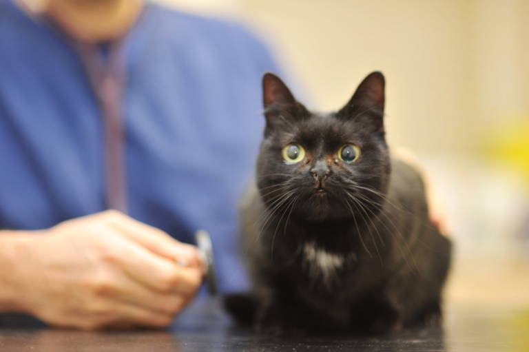 Chronic kidney disease in cats - the best treatment and prognosis ...