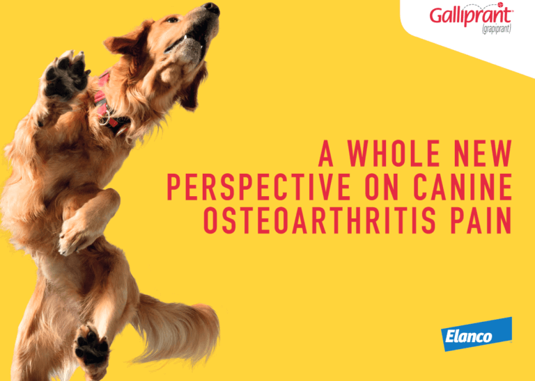 Canine Arthritis - The exciting new treatment option - Rochford Vets