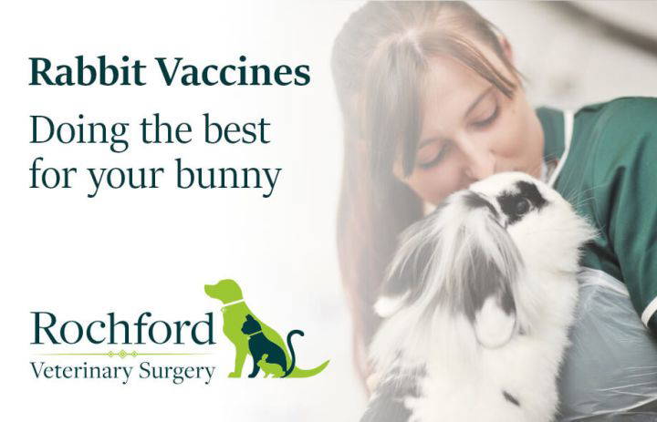Rabbit Vaccines - Doing the best for your bunny. - Rochford Vets