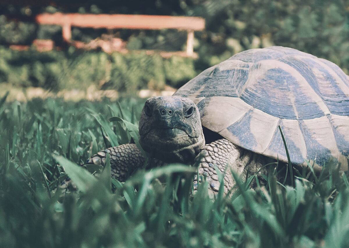 Tortoise Hibernation - Our how to guide for safe hibernation - Rochford ...