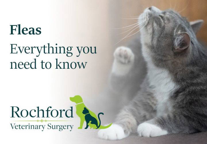 Fleas - everything you need to know - Rochford Vets