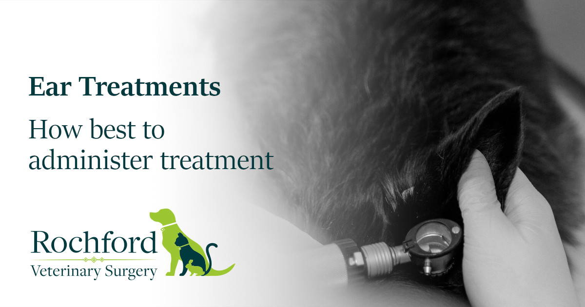 Ear Treatments - How best to administer treatment - Rochford Vets