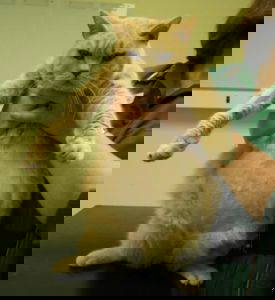 Feline infectious peritonitis - A new option for treatment - Rochford Vets