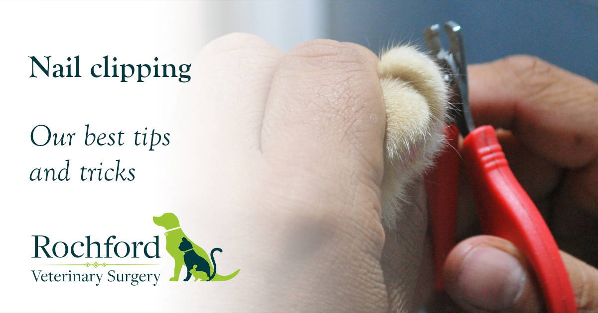 Nail clipping - Our best tips and tricks - Rochford Vets