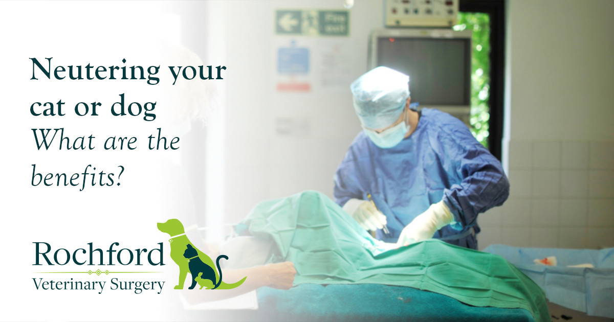 Neutering your cat or dog - What are the benefits? - Rochford Vets