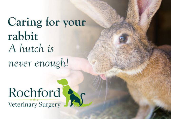 Caring for your rabbit - A hutch is never enough! - Rochford Vets