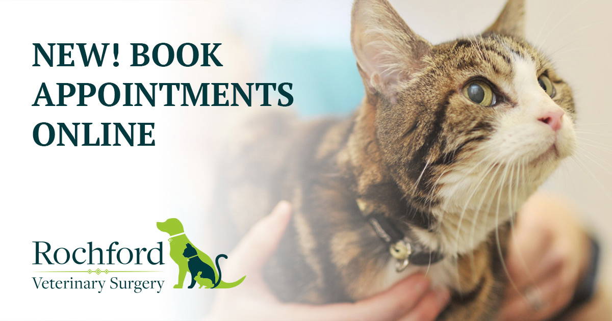 Book a Vet appointment ONLINE at Rochford Vets