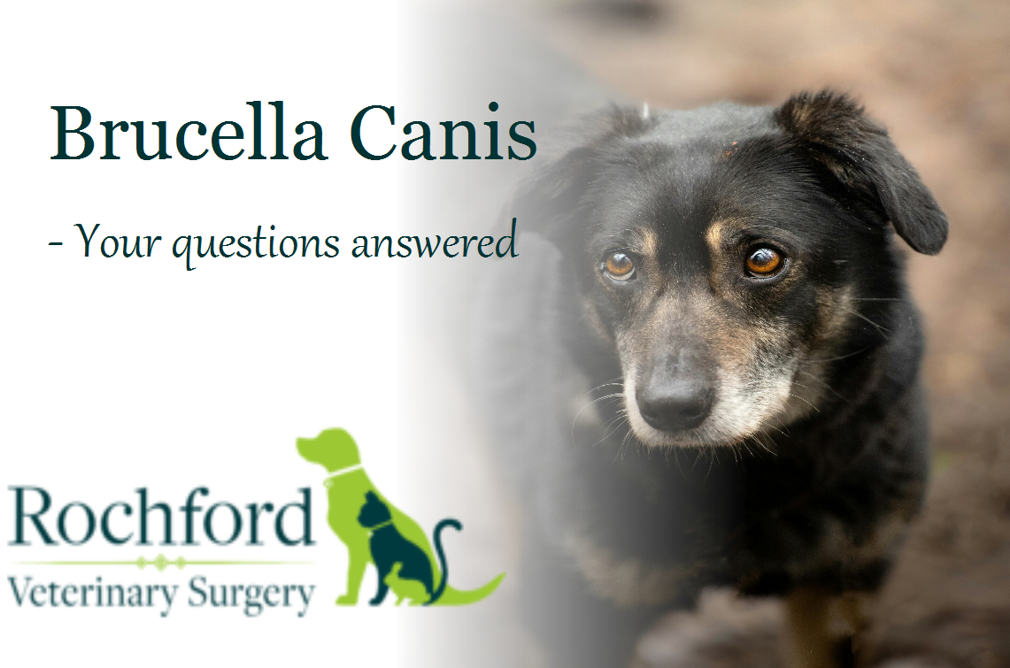 Brucella Canis - Your questions answered - Rochford Vets