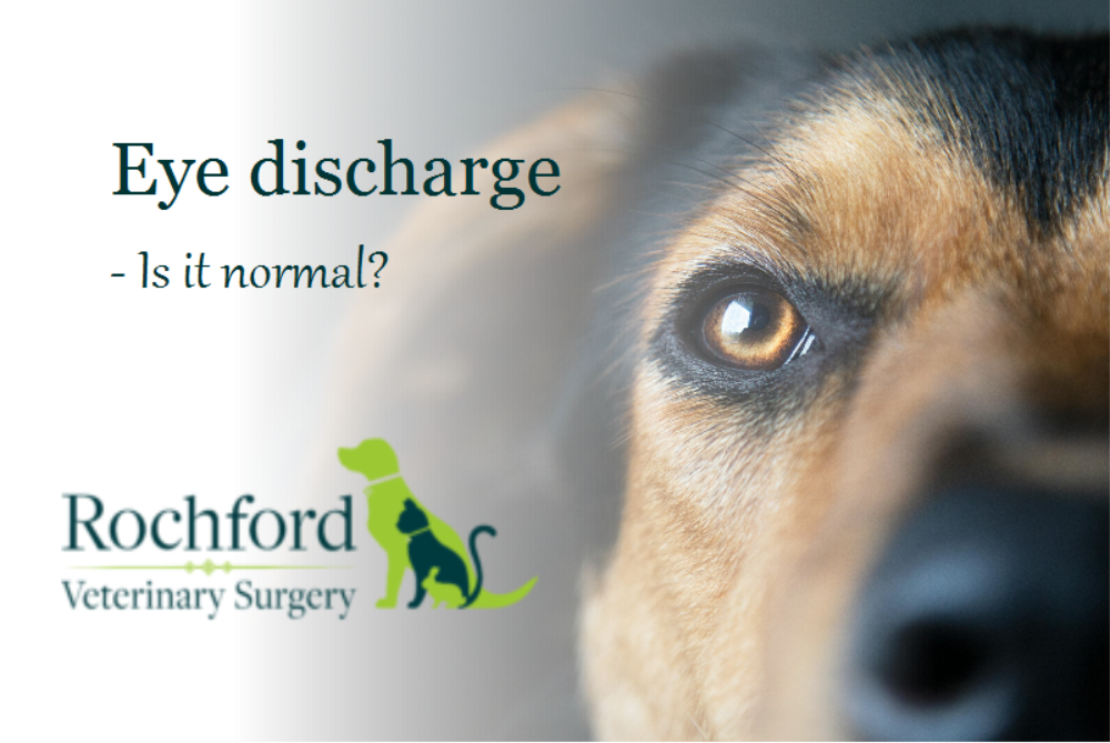 Eye discharge - Is it normal? - Rochford Vets