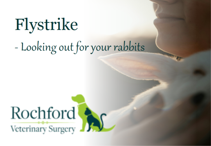 Flystrike- Looking out for your rabbits - Rochford Vets