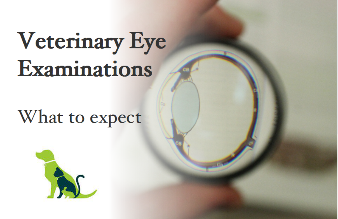 Veterinary Eye Examinations - What to expect - Rochford Vets