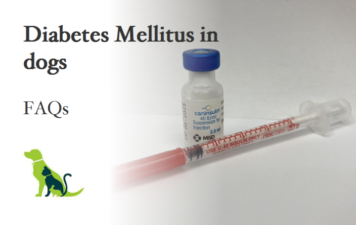 Diabetes Mellitus in Dogs - Rochford Vets